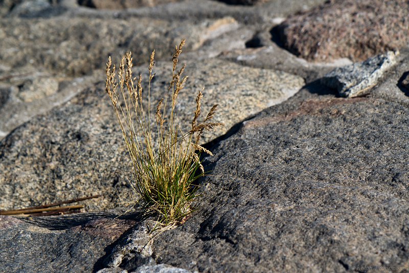 IMG-9951.jpg - Ranarion.de