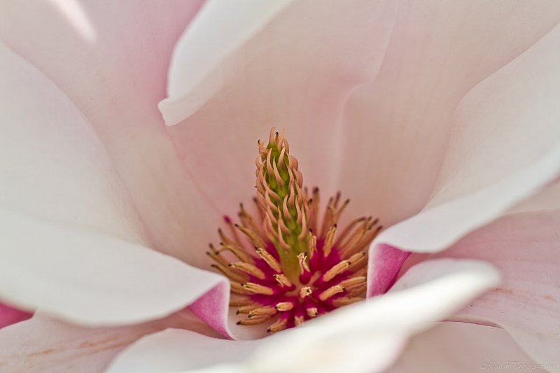 Magnolienblüte - Ranarion.de