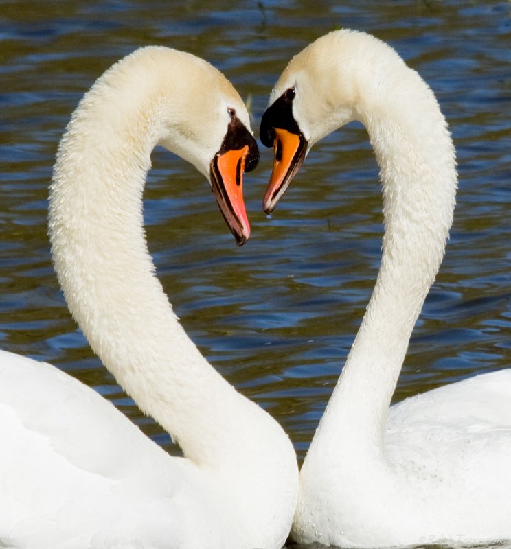 Schwanenherz - Ranarion.de