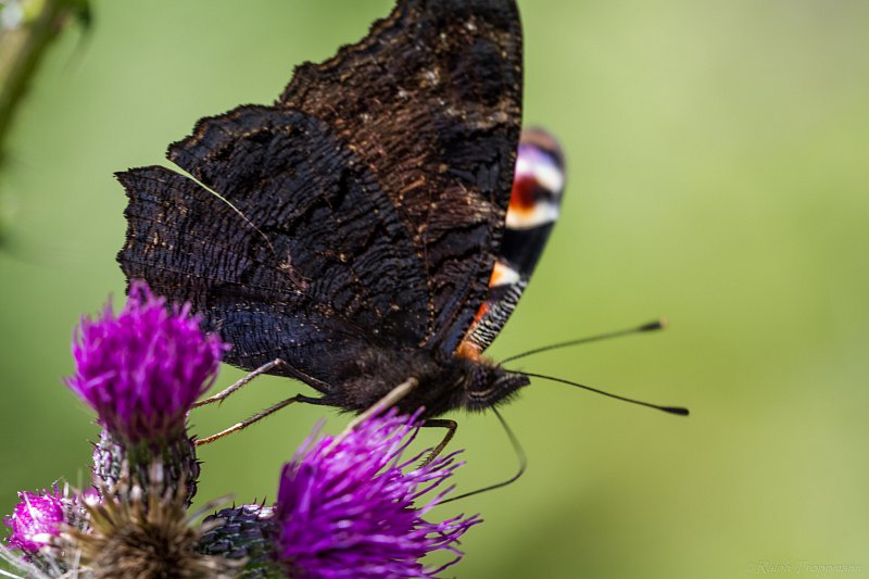 Pfauenauge - Ranarion.de