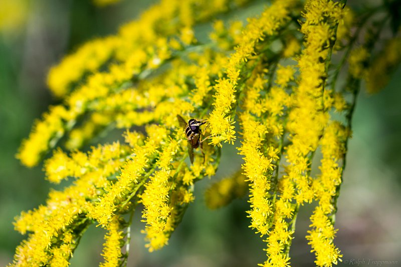 IMG-0571.jpg - Ranarion.de